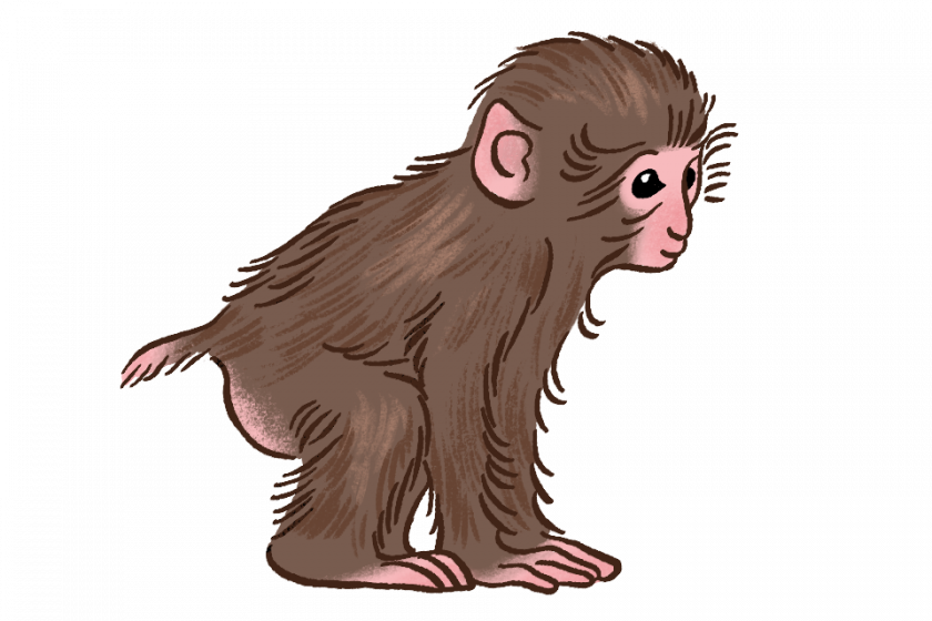 Definition Guenuche | Frantastique Ortho